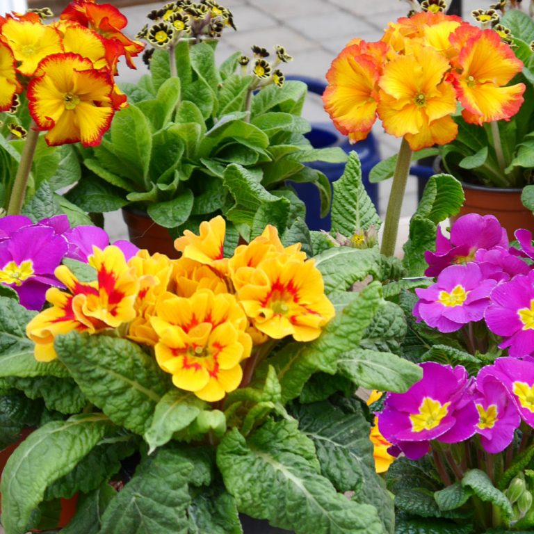 Primeln: Sie sorgen jetzt für gute Laune!