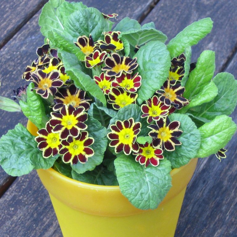 Primeln: Sie sorgen jetzt für gute Laune!