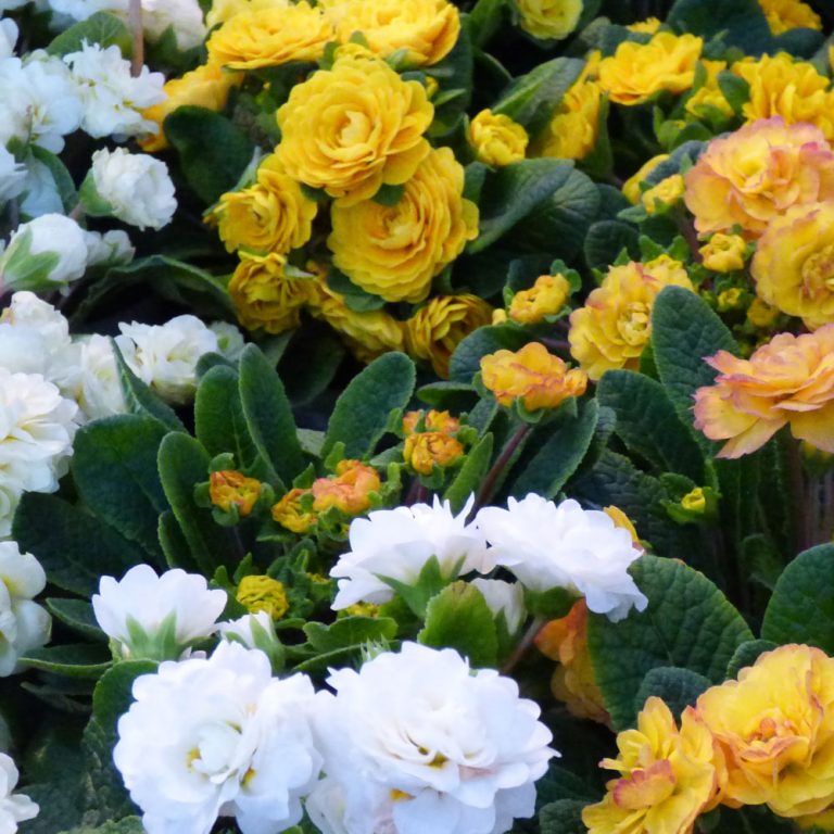 Primeln: Sie sorgen jetzt für gute Laune!