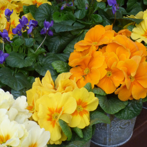 Primeln: Sie sorgen jetzt für gute Laune!