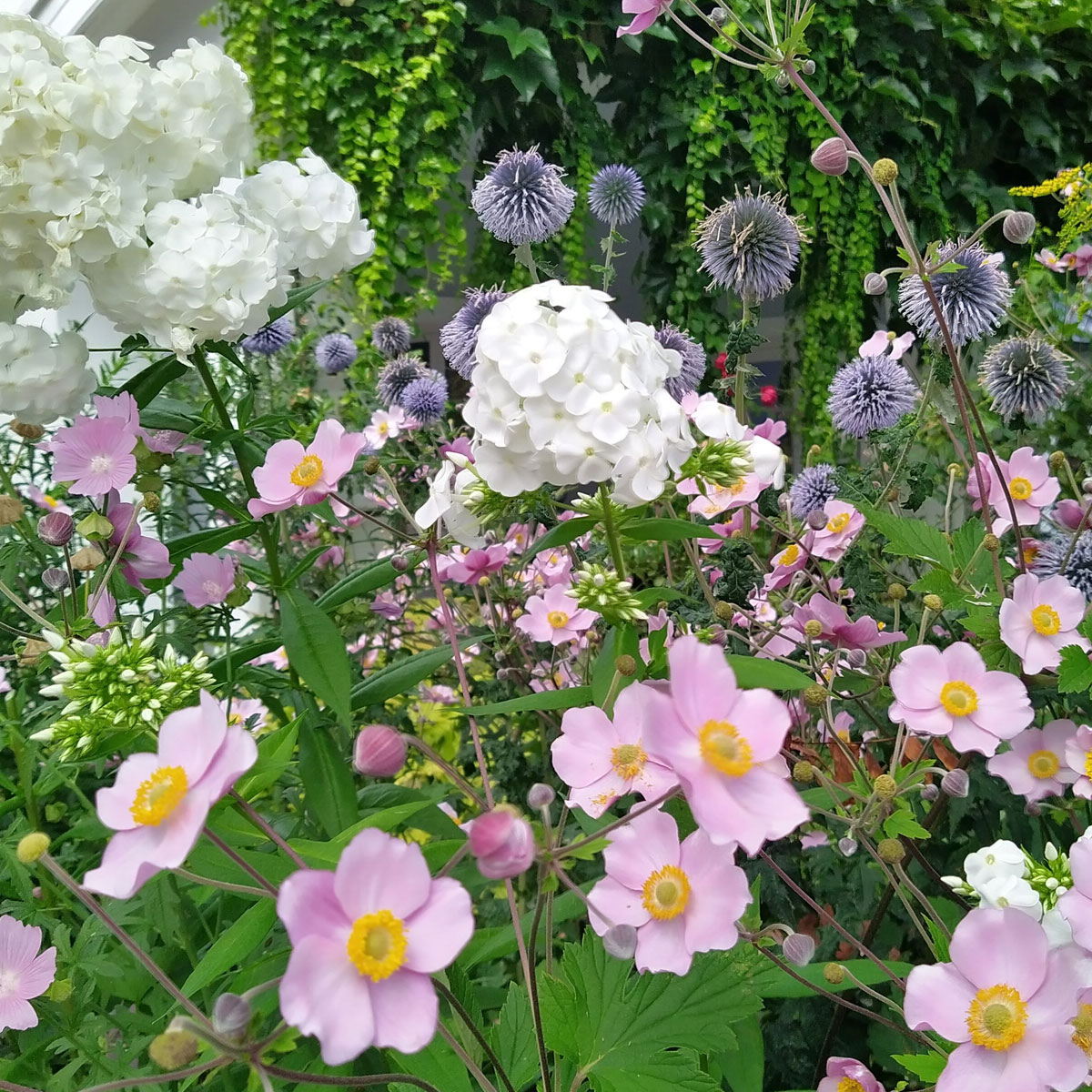 Immerblühendes Beet