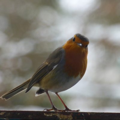 Rotkehlchen anlocken und füttern - 5 Tipps