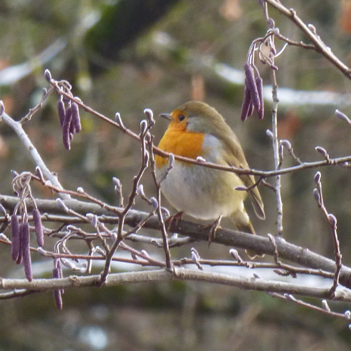 Rotkehlchen Besonderheiten: Rotkehlchen: Dieser Vogel kann genauso laut ...