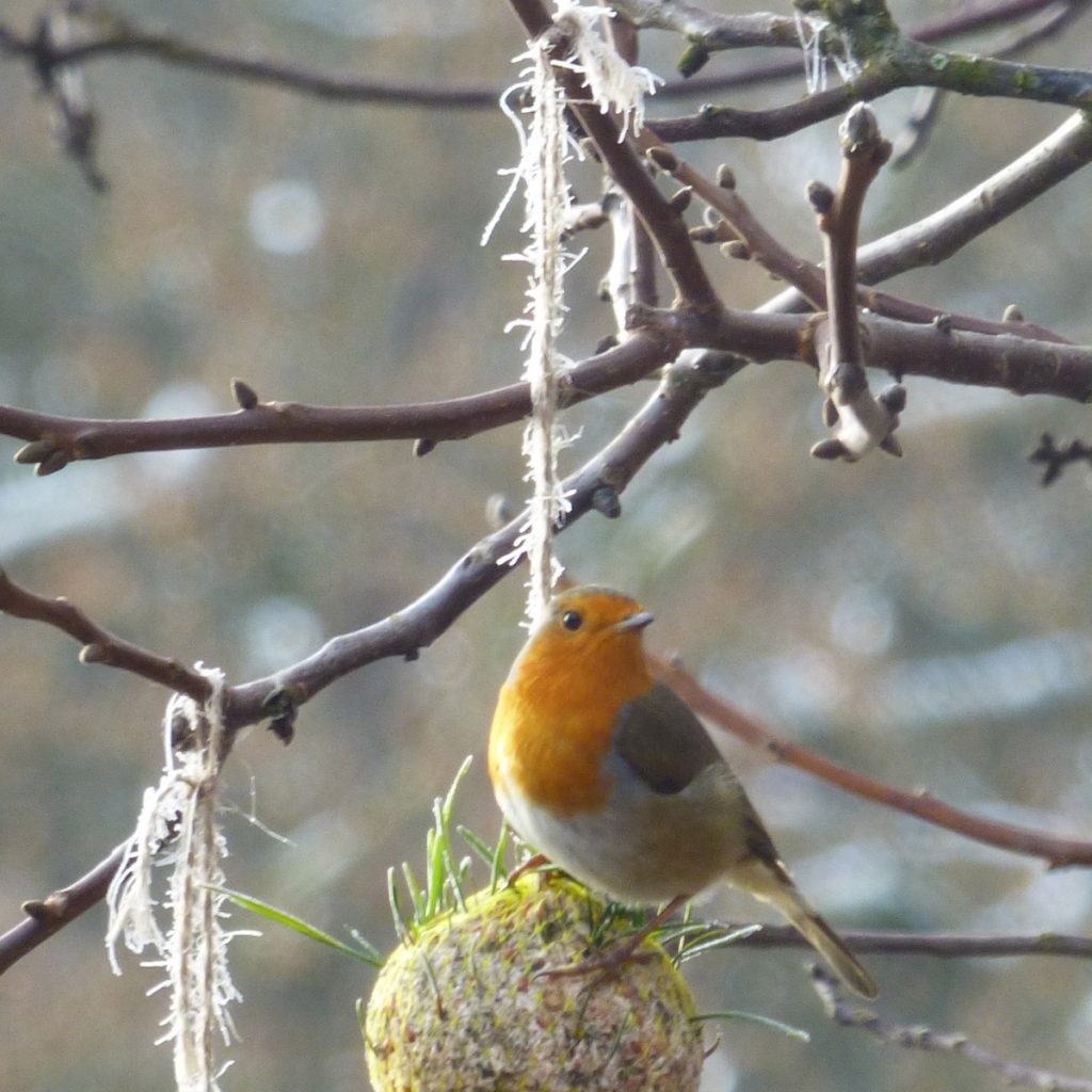 Rotkehlchen Besonderheiten: Rotkehlchen: Dieser Vogel kann genauso laut ...