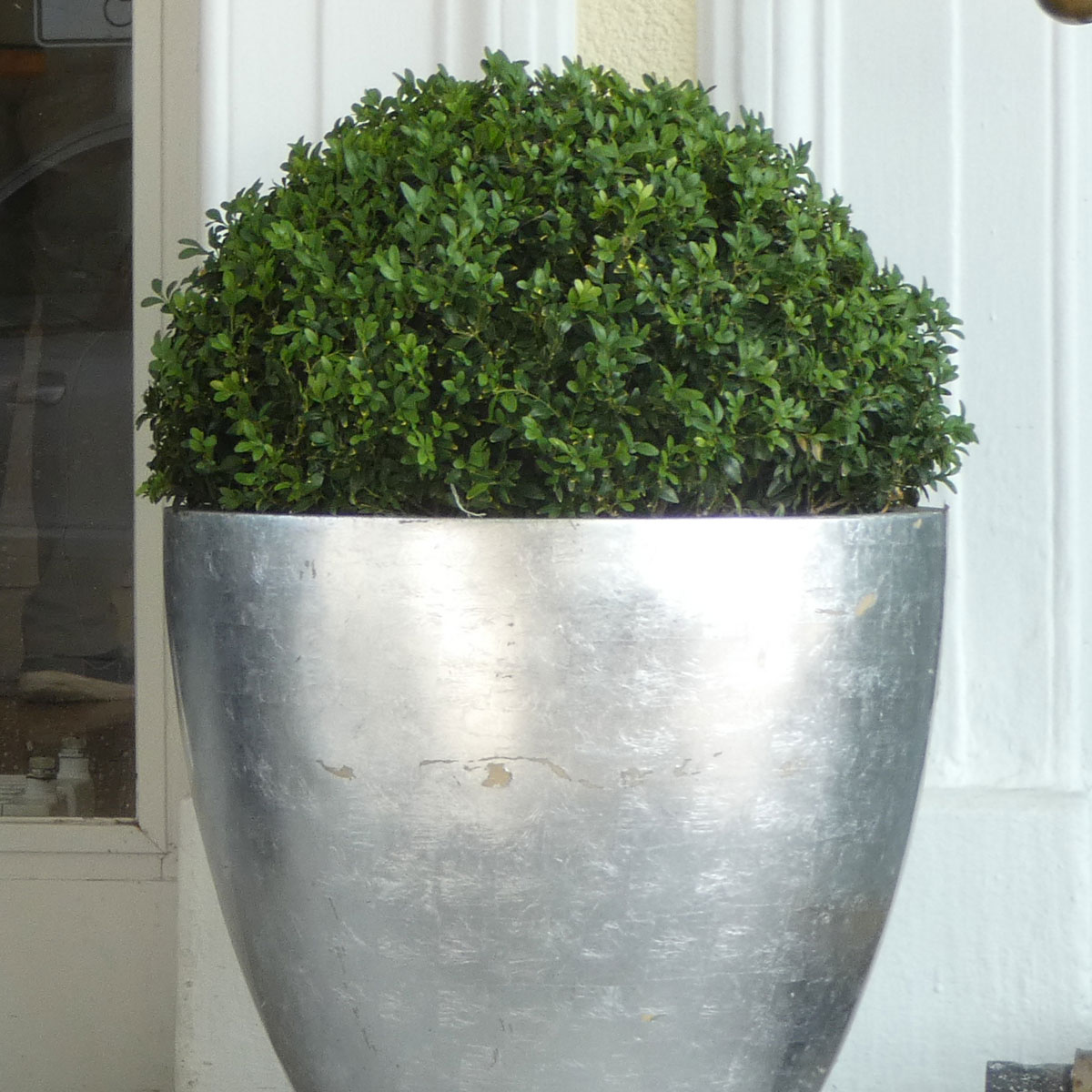 Balkonpflanzen für den Schatten - Top 13 - Zirol