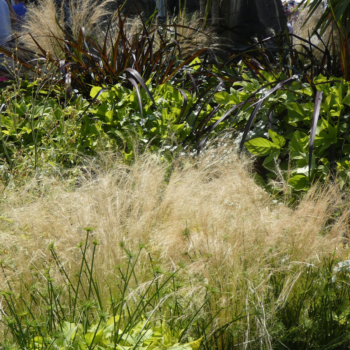 Gräser im Garten - 10 tolle Gestaltungsideen - Zirol