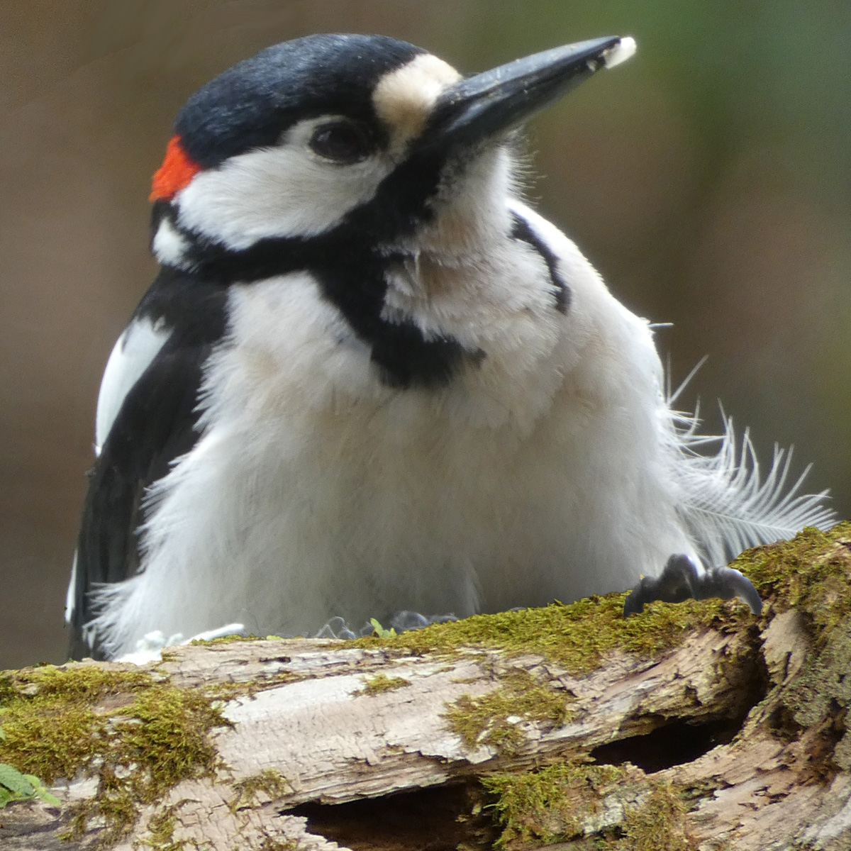 Was fressen Buntspechte? - Zirol