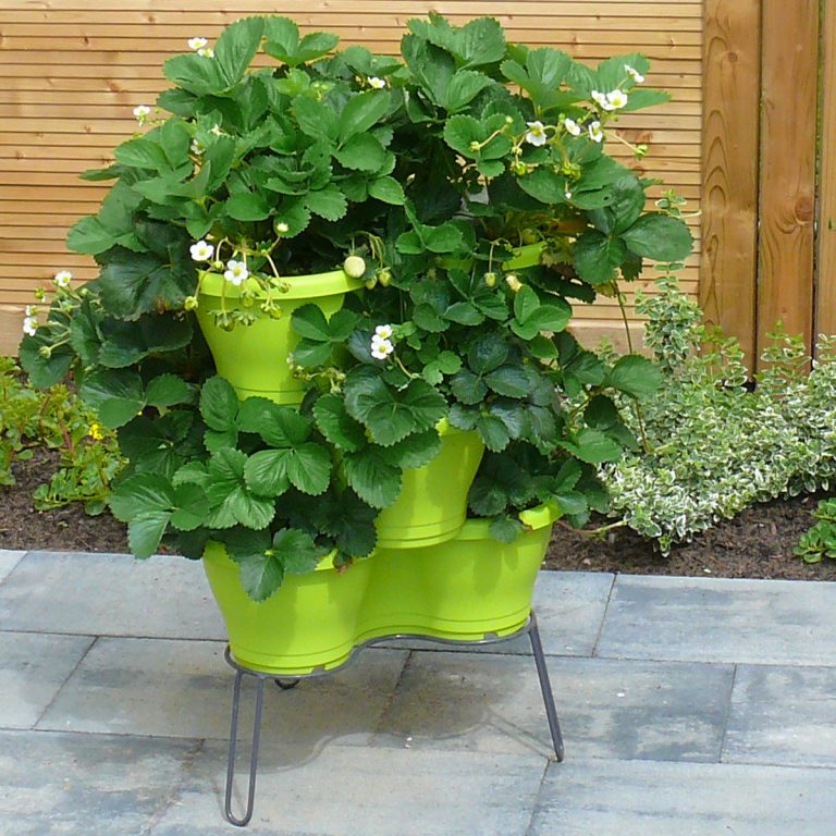 Erdbeeren pflanzen Ideen