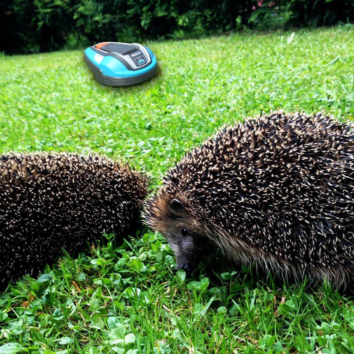 Igel Feinde - Vom Mähroboter bis zum Dachs