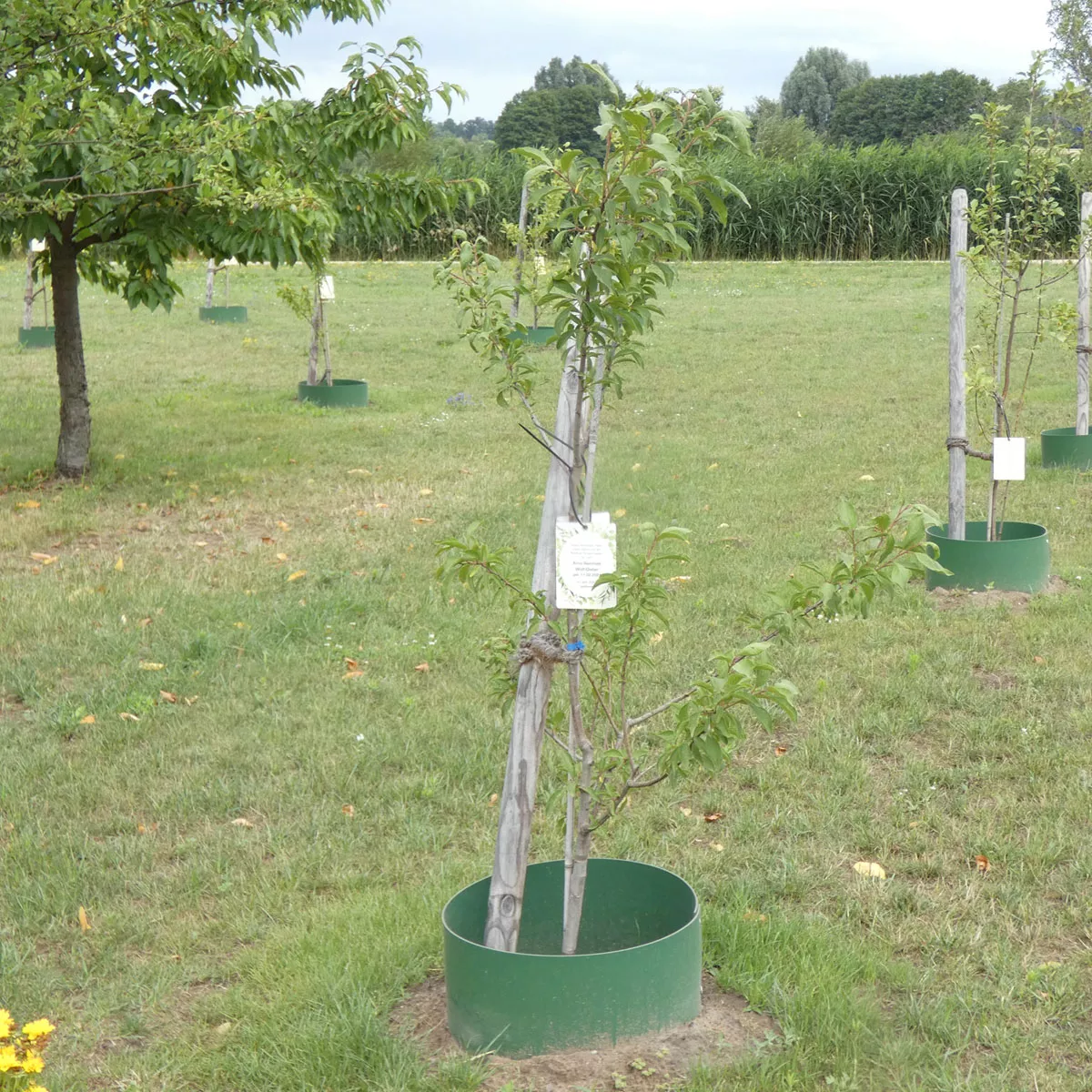 Abstand Obstbäume Pflanzen