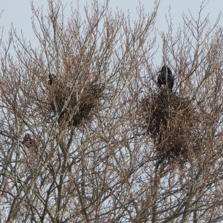 Wo bauen Vögel Ihre Nester