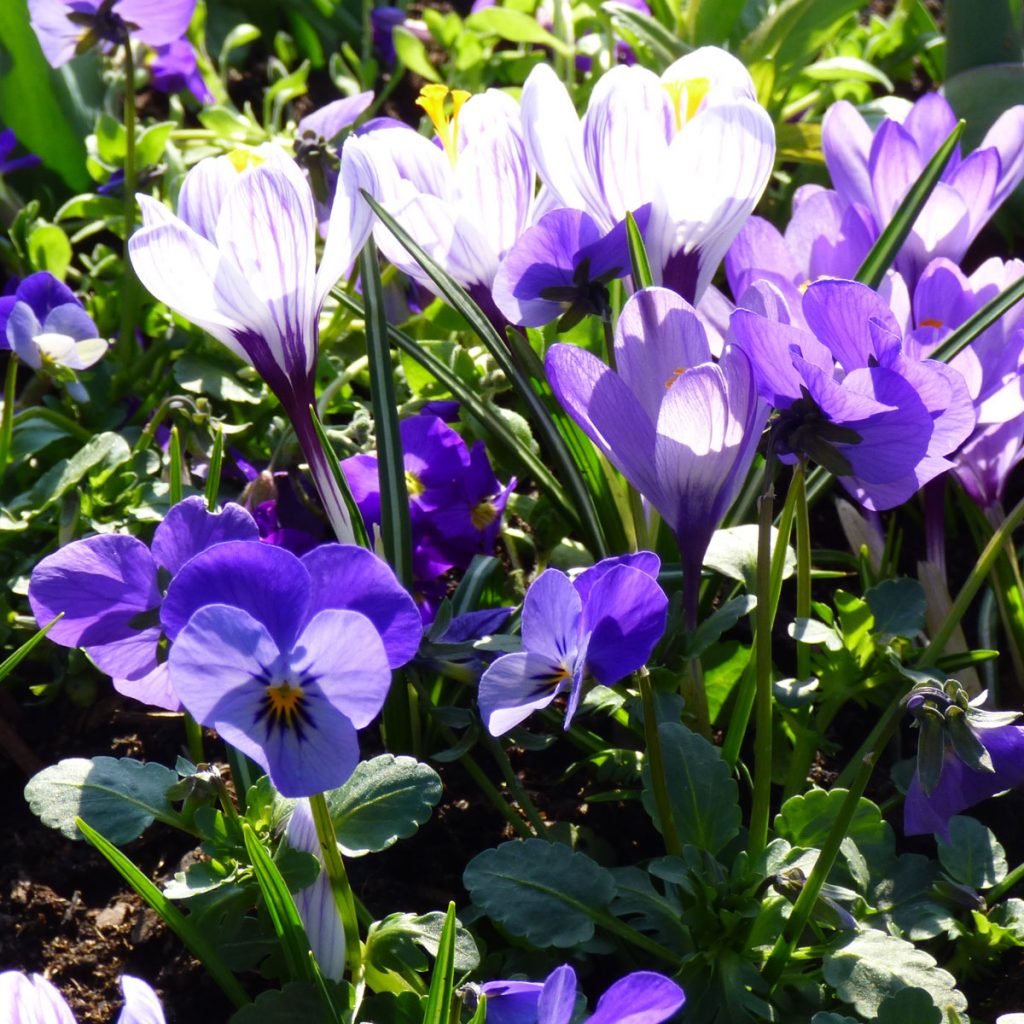 Romantisch: Lila Frühlingsblüher - Zirol