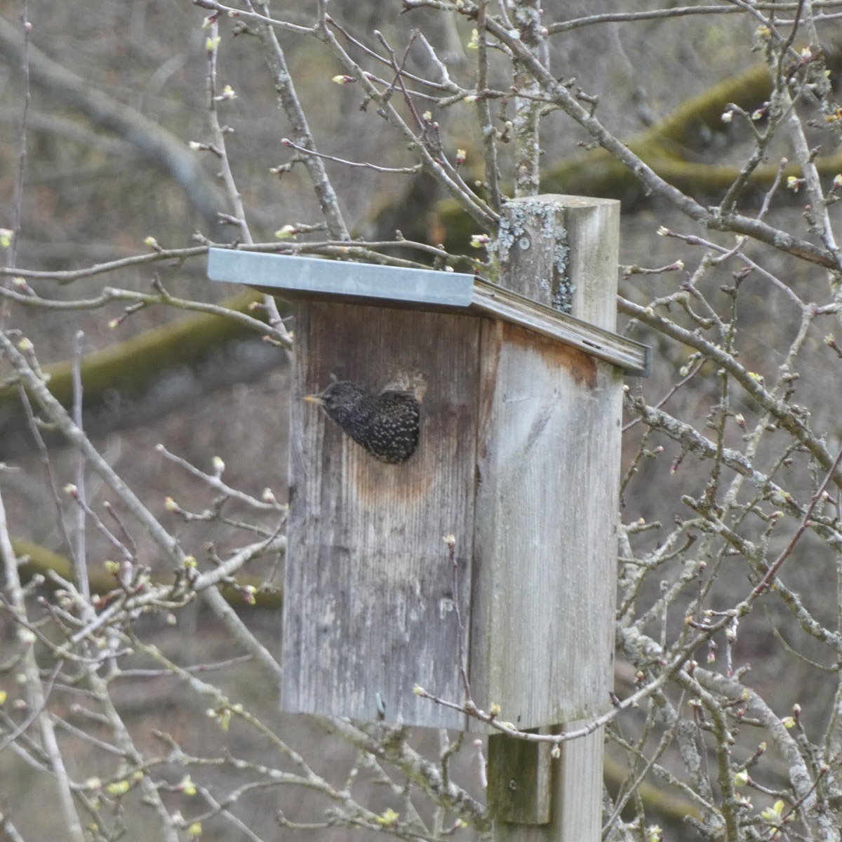 Wo bauen Vögel Ihre Nester