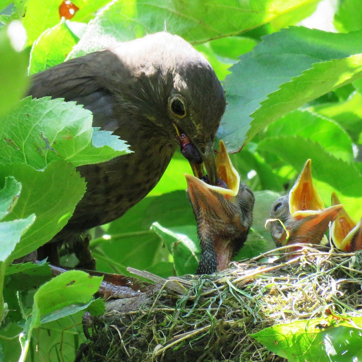 Wo bauen Vögel Ihre Nester