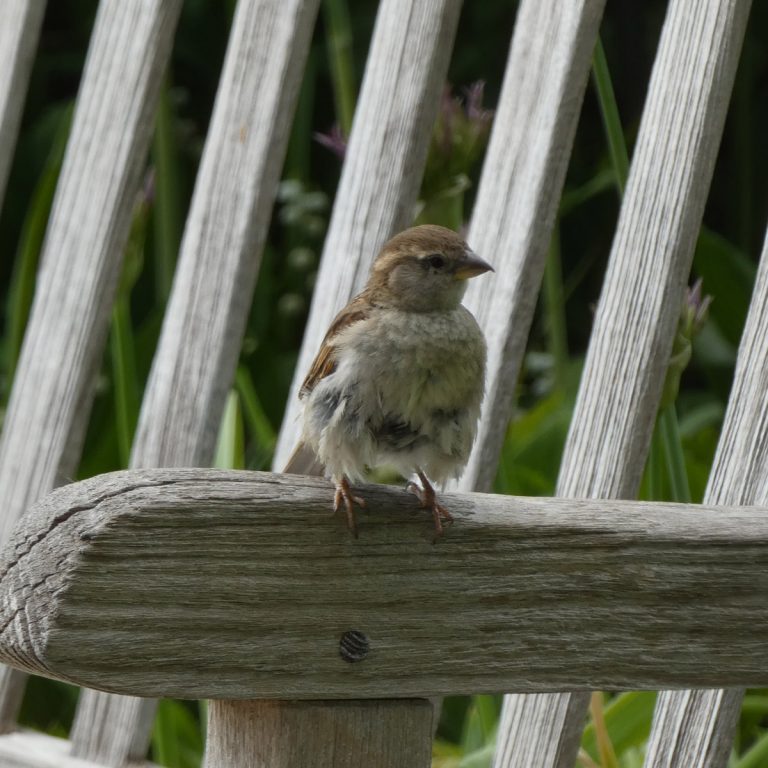Was lockt Spatzen an?