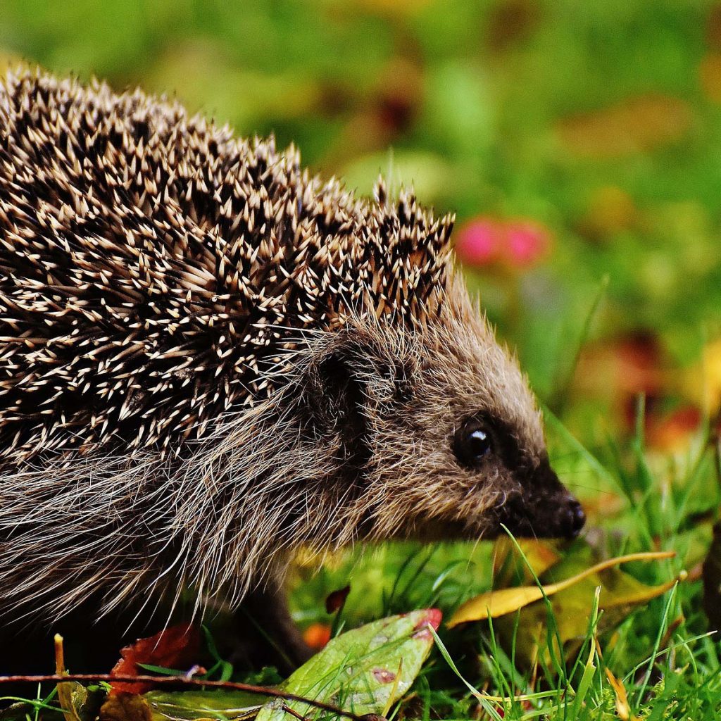 Igel Feinde - Vom Mähroboter bis zum Dachs