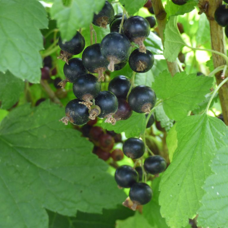 Beerenstraucher Wann Pflanzen