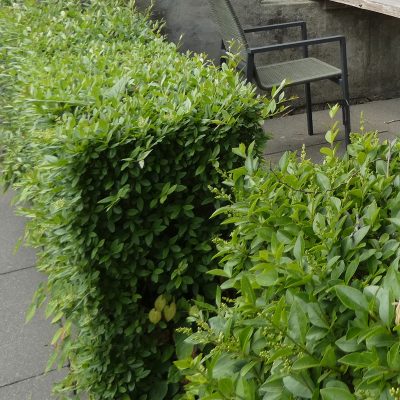 Top 10: Immergrüne bienenfreundliche Sträucher - Zirol