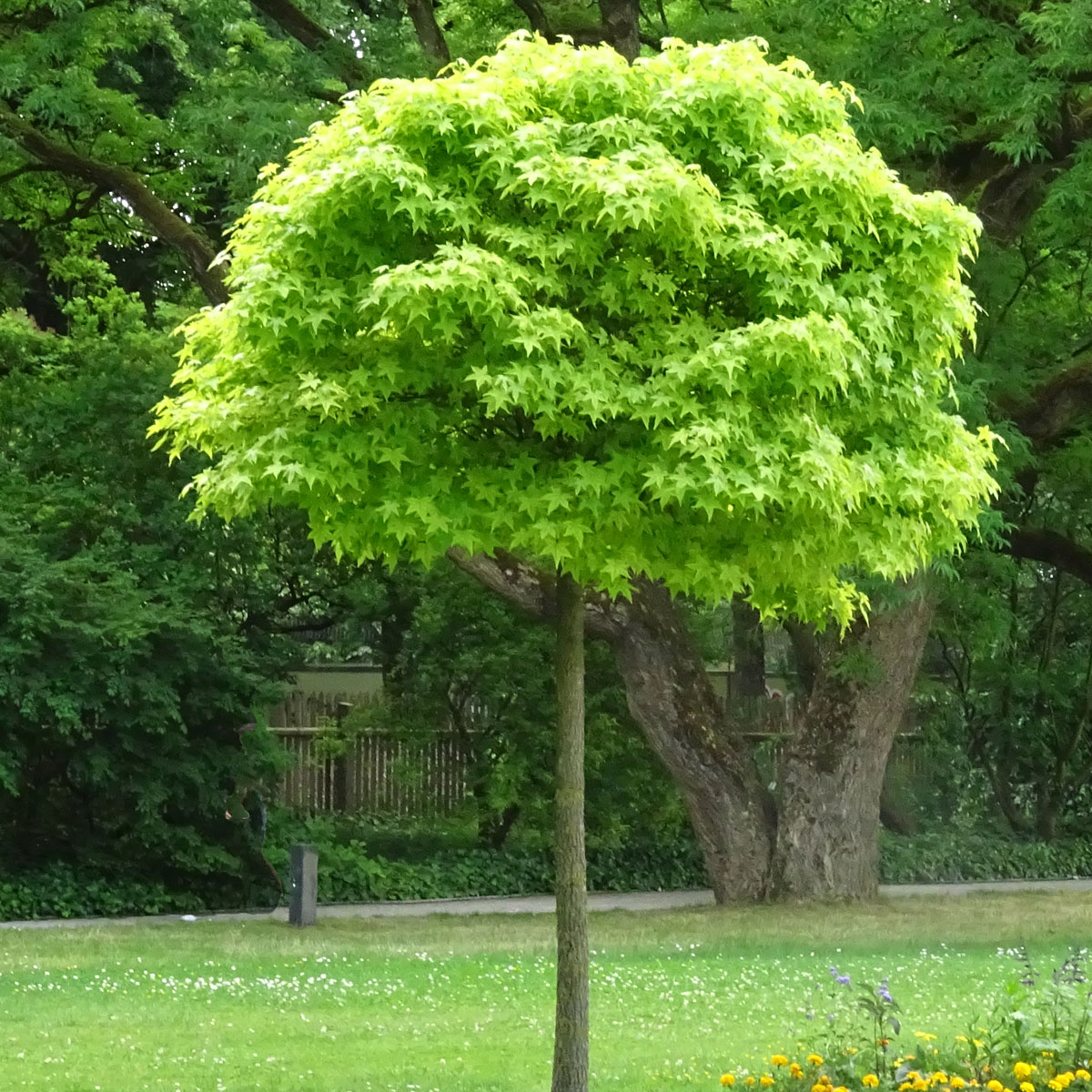 Die schönsten Bäume für kleine Gärten - Zirol