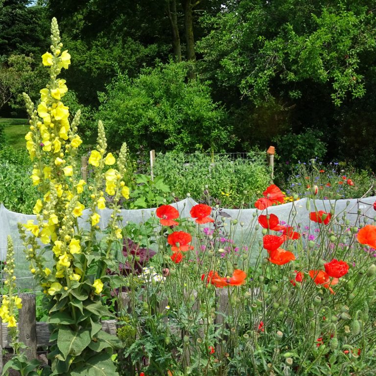 Bauerngarten modern gestalten: Die Verbindung von Tradition und ...