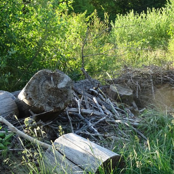 Natürlich und voller Leben: Kreative Ideen mit Totholz im Garten – Zirol