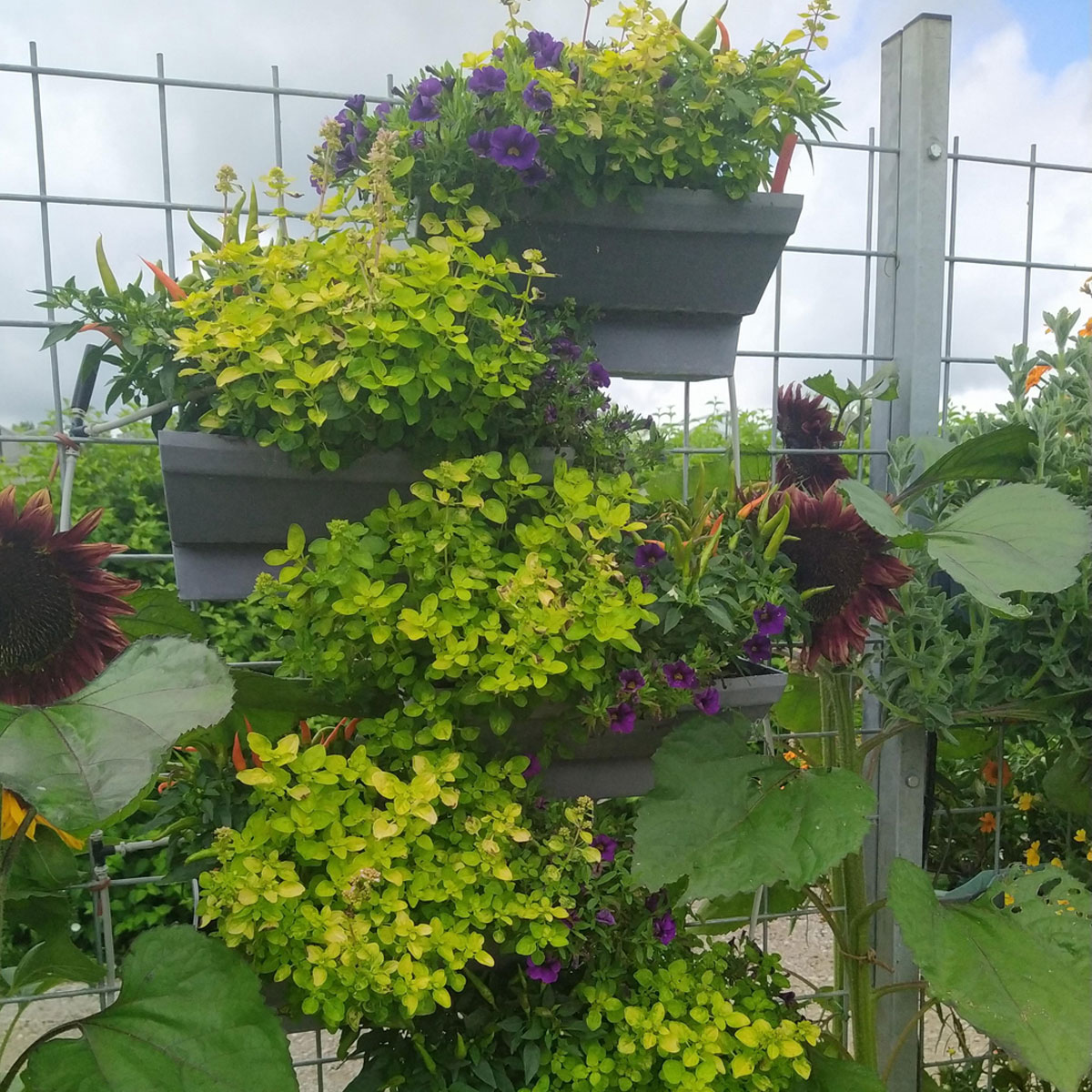 Vertikaler Garten: 12 tolle Gestaltungsideen - Zirol