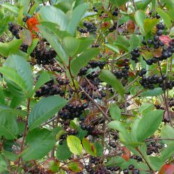 4 Gründe, warum Sie Aroniabeeren pflanzen sollten - Zirol