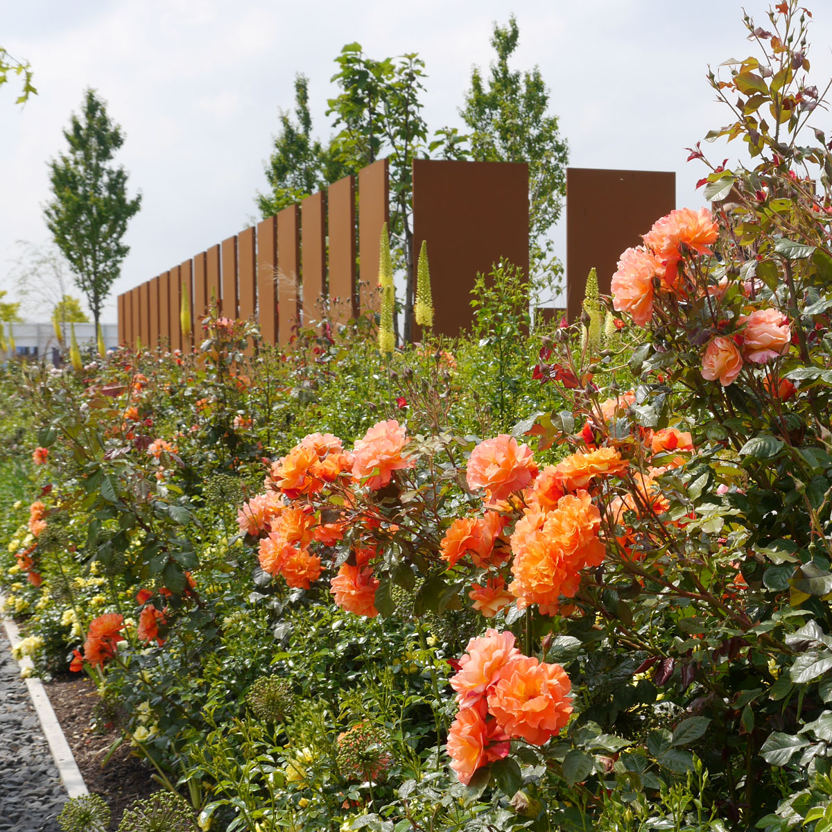 Rosengarten anlegen – ganz modern – Zirol