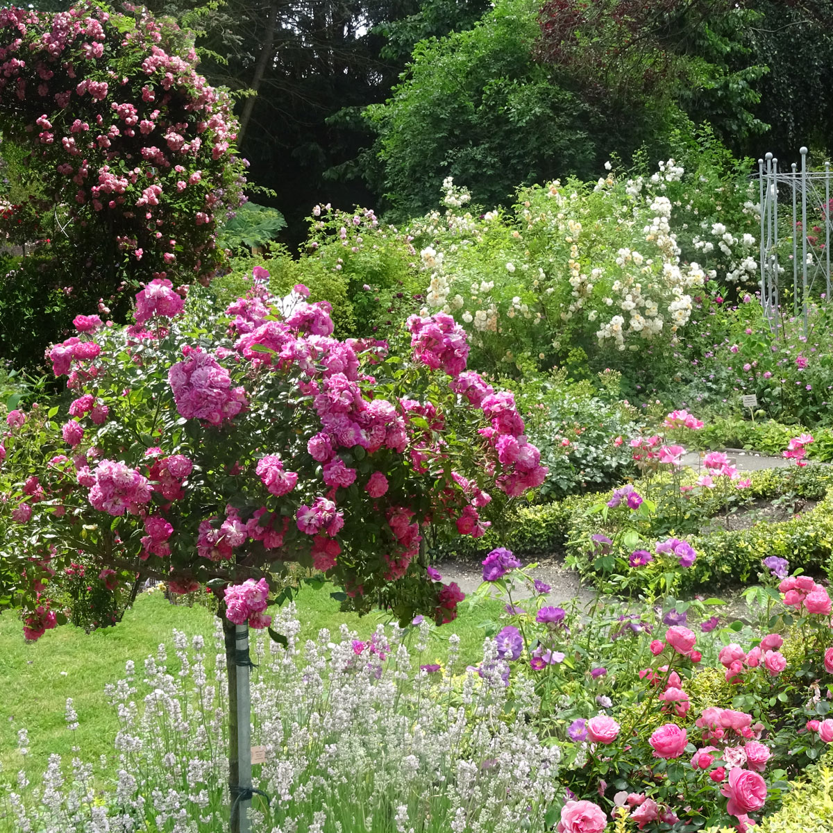 Rosengarten anlegen - ganz modern - Zirol