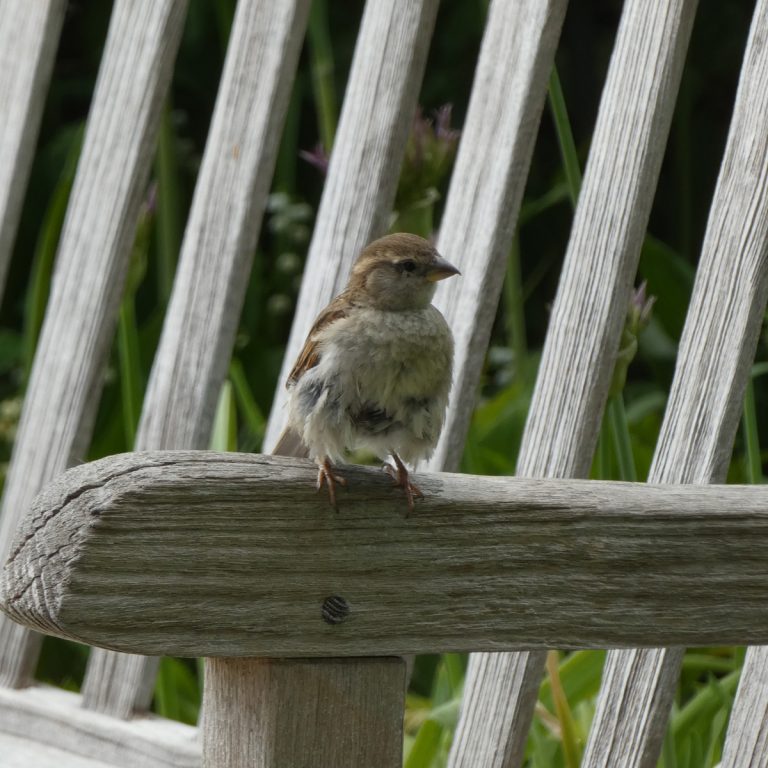 Was fressen Spatzen? Ein Blick auf die Ernährungsgewohnheiten dieser ...