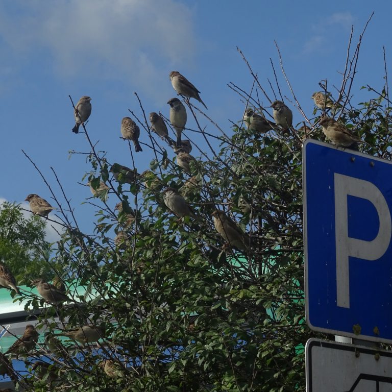 Was fressen Spatzen? Ein Blick auf die Ernährungsgewohnheiten dieser ...