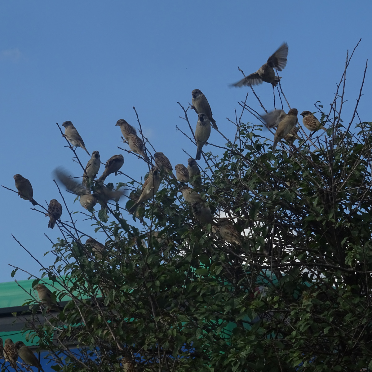 Was fressen Spatzen? Ein Blick auf die Ernährungsgewohnheiten dieser ...