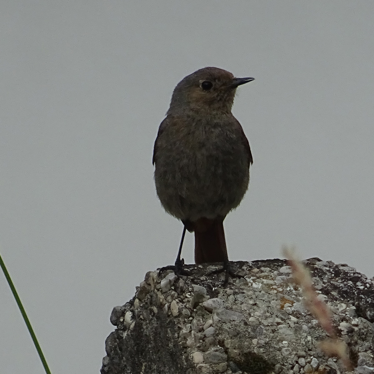 Was fressen Spatzen? Ein Blick auf die Ernährungsgewohnheiten dieser ...