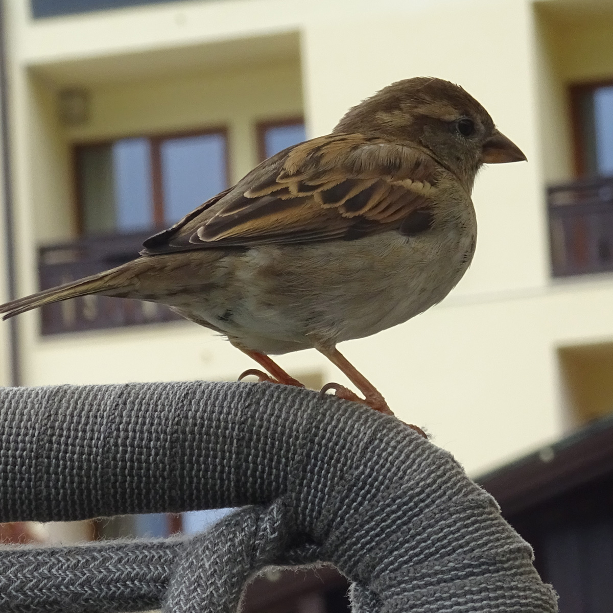 Was fressen Spatzen? Ein Blick auf die Ernährungsgewohnheiten dieser ...